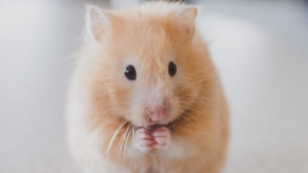 Get Creative! DIY Hamster Cage Ideas Your Pet Will Love | wood hamster cage