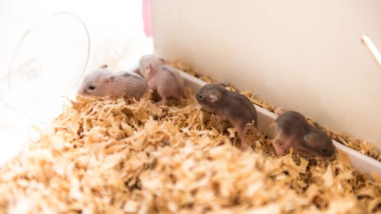 How To Care For Baby Hamsters: Beginner's Guide | wood hamster cage