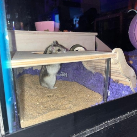 Hamster Sand Bath | Everything You Should Know | wood hamster cage