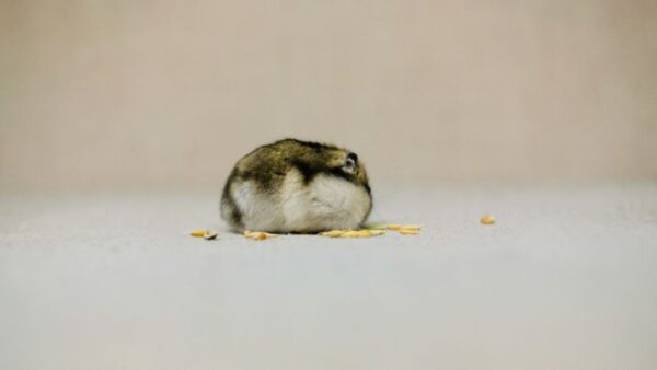 What to do If Your Hamster Dies? An Easy Guide