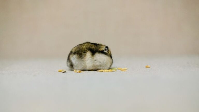 What to do If Your Hamster Dies? An Easy Guide