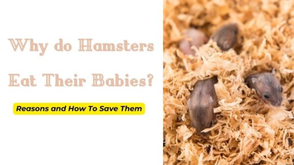Why do Hamsters Eat Their Babies? Reasons and How To Save Them | wood ...