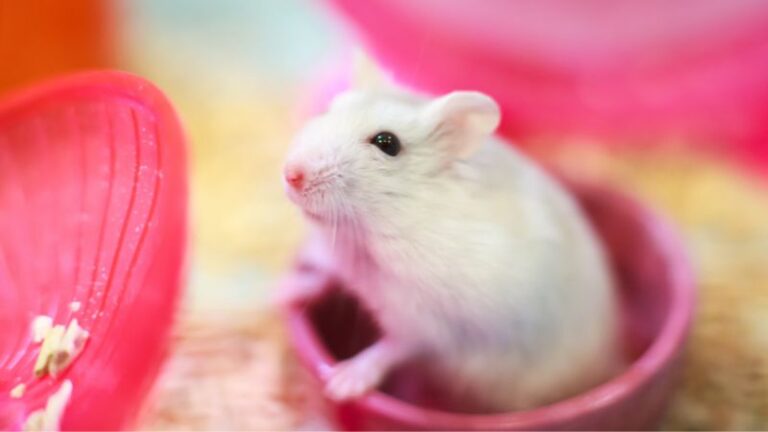 Winter White Dwarf Hamster | Breed Overview | wood hamster cage