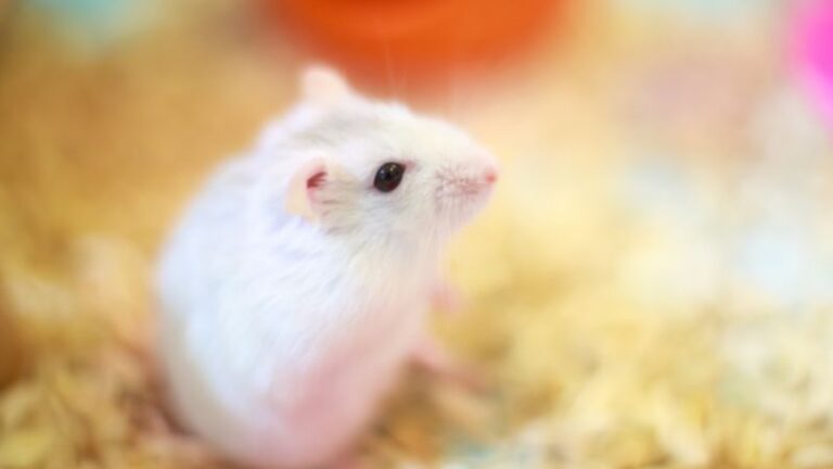 Winter White Dwarf Hamster | Breed Overview | wood hamster cage