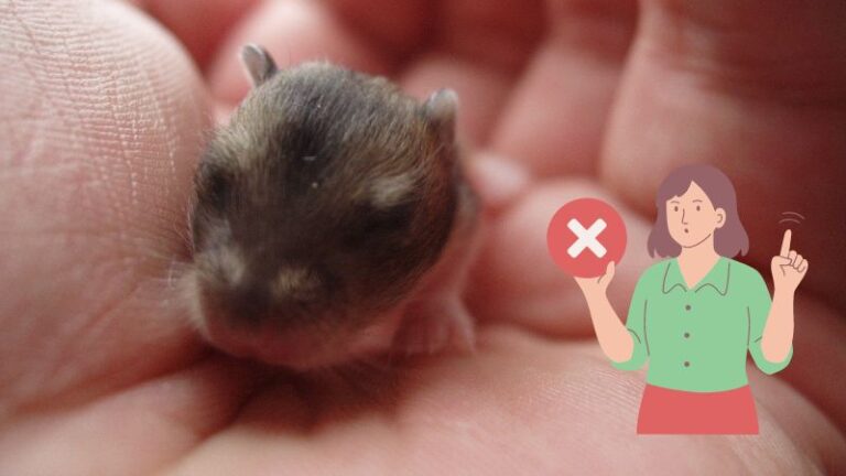 Why do Hamsters Eat Their Babies? Reasons and How To Save Them | wood ...