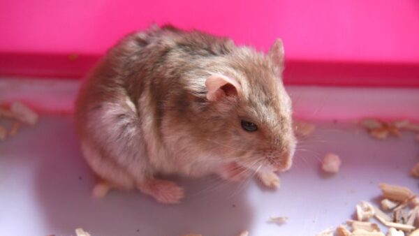 What to do If Your Hamster Dies? An Easy Guide