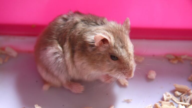 What to do If Your Hamster Dies? An Easy Guide