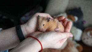 What to do If Your Hamster Dies? An Easy Guide
