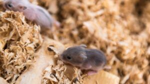 Why do Hamsters Eat Their Babies? Reasons and How To Save Them | wood ...