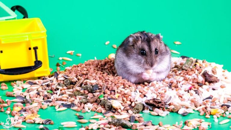 What do You Need for a Hamster? Hamster Essentials Checklist | wood ...