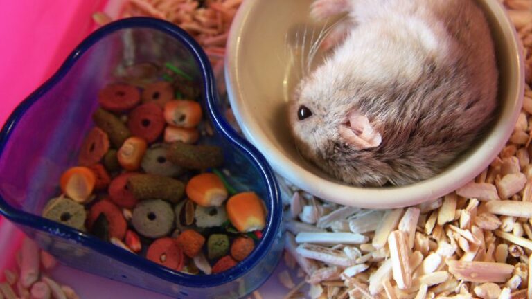 What do You Need for a Hamster? Hamster Essentials Checklist | wood ...