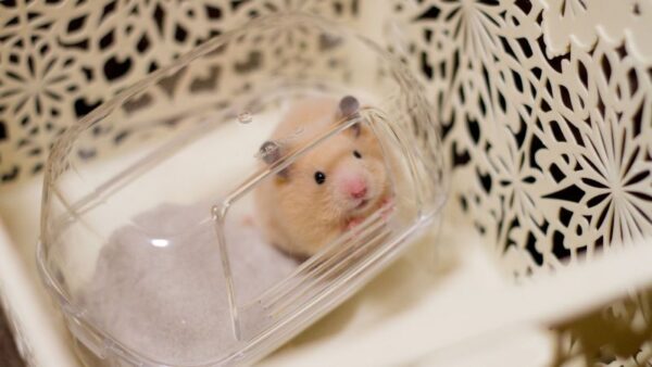 Hamster Sand Bath | Everything You Should Know | wood hamster cage