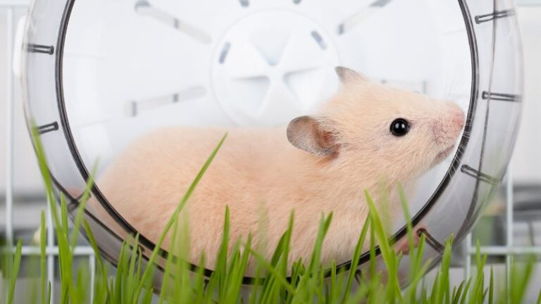 Why do Hamsters Run on Wheels? Everything You Need to Know | wood ...