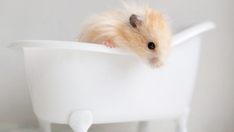 Hamster Sand Bath | Everything You Should Know | wood hamster cage