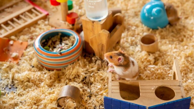 Can Hamsters Live Together? 5 Popular Hamster Breeds