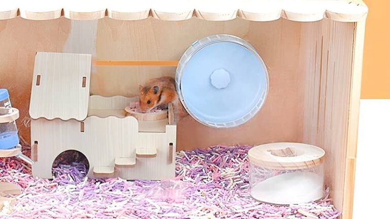 Why do Hamsters Run on Wheels? Everything You Need to Know | wood ...