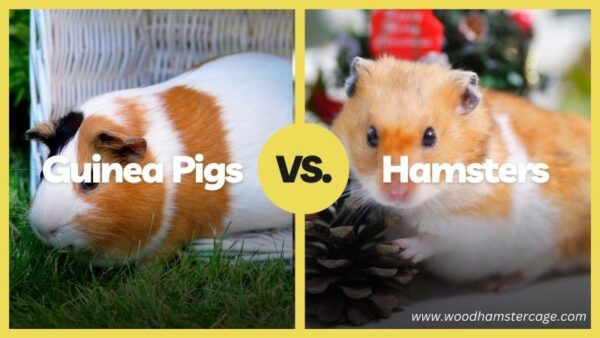 Guinea Pigs Vs Hamsters: Which One Is Best for You? | wood hamster cage