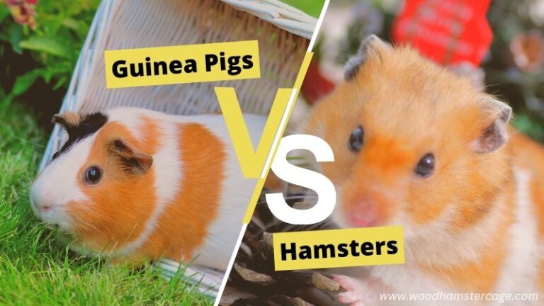 Guinea Pigs Vs Hamsters: Which One Is Best for You? | wood hamster cage