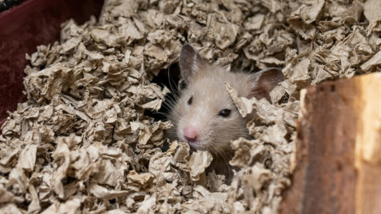 7 Best Hamster Cage For Syrian Hamster